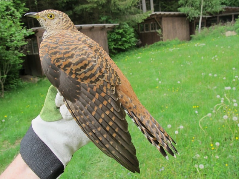 Kuckuck oder Sperber – wer erkennt den Unterschied? - Adlerarena Burg ...